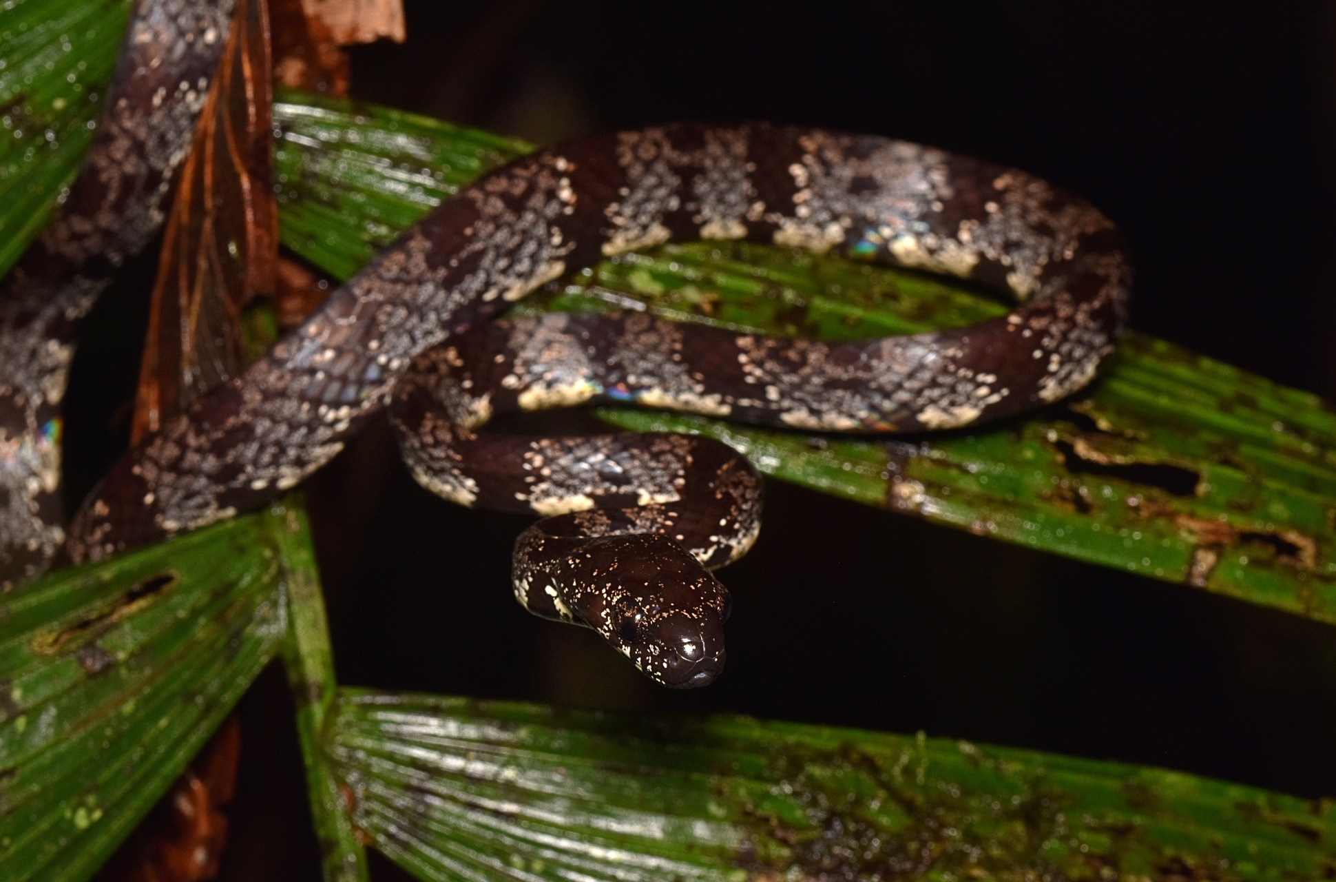 Sibon nebulatus (Linnaeus, 1758)