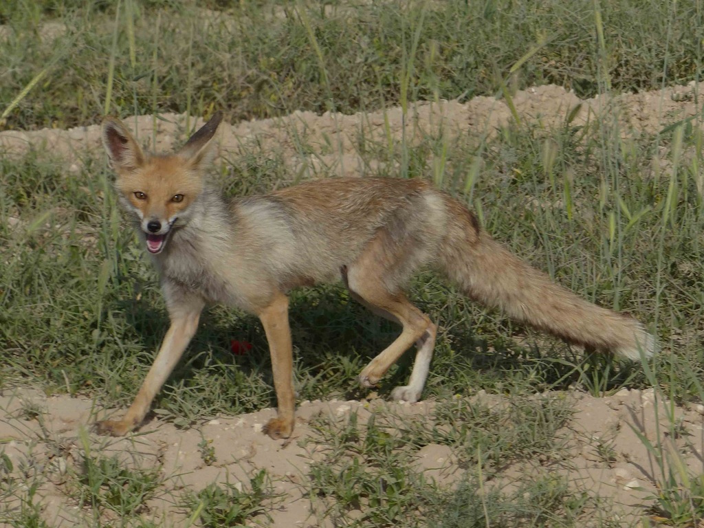 Afghan red fox from Balkh, Afghanistan on May 2, 2014 at 07:21 AM by ...