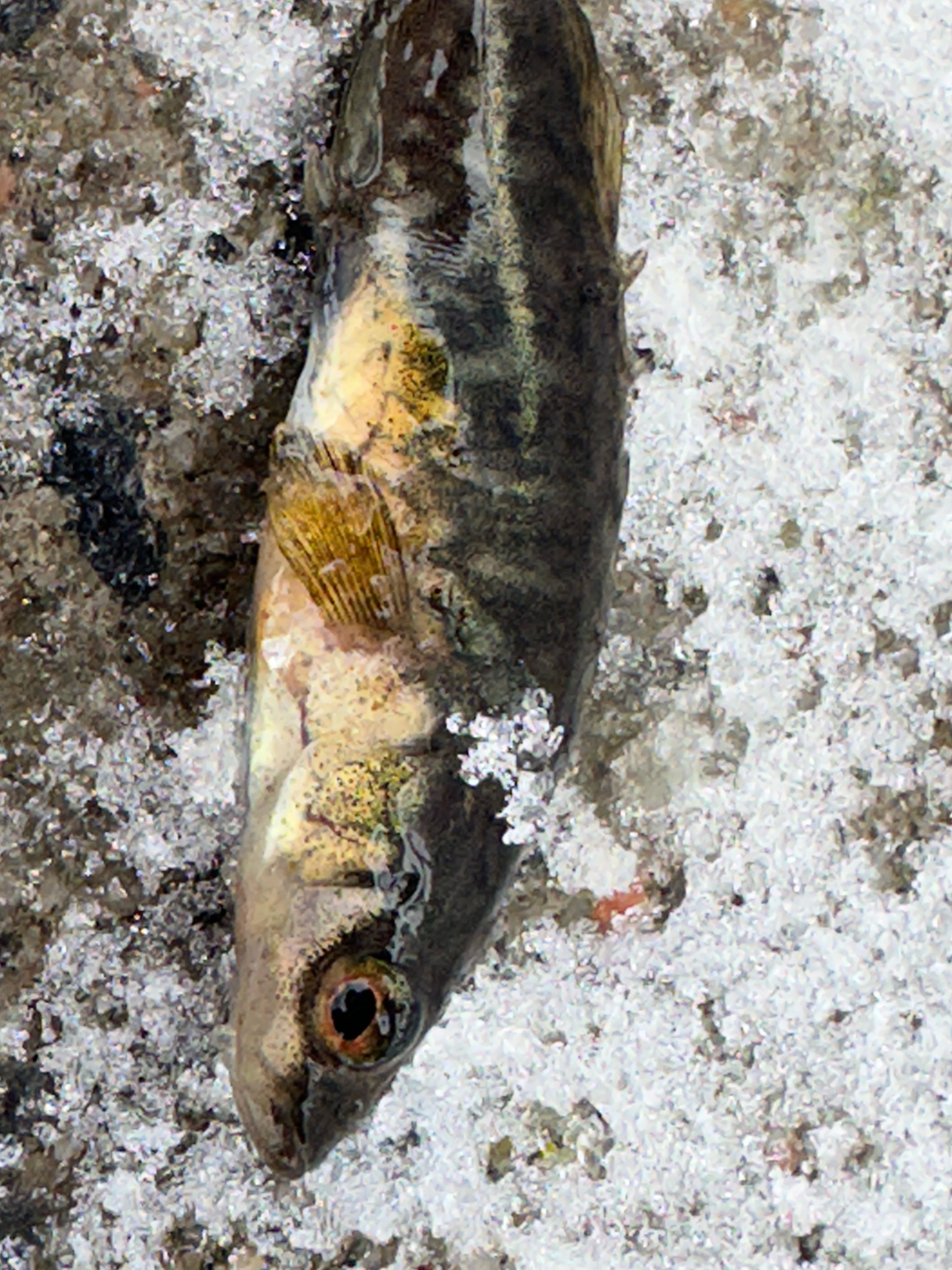 Culaea inconstans (Kirtland, 1840)