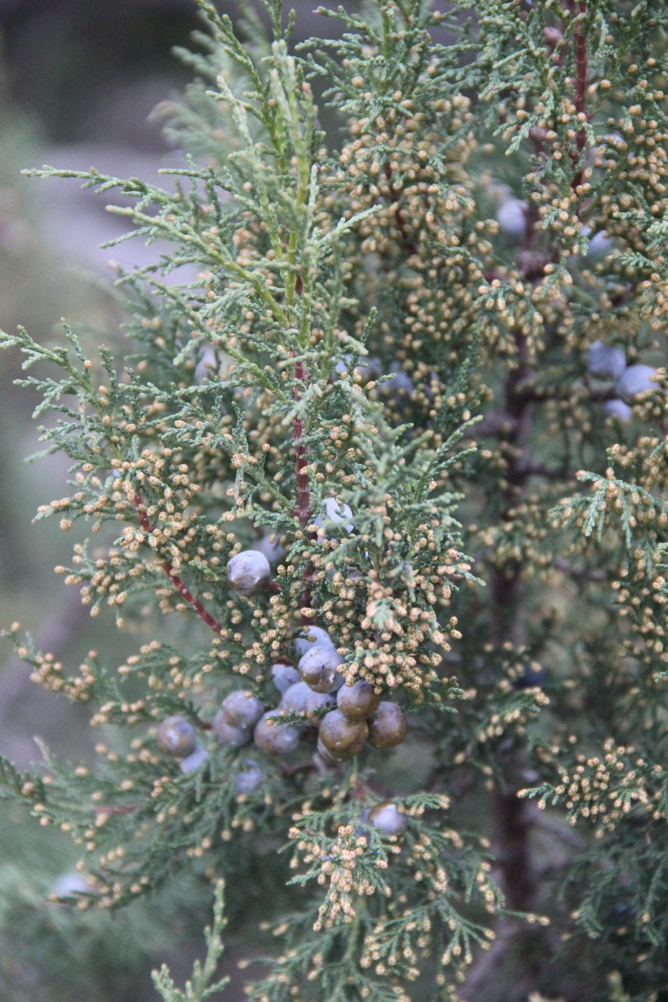 Juniperus excelsa M.-Bieb.