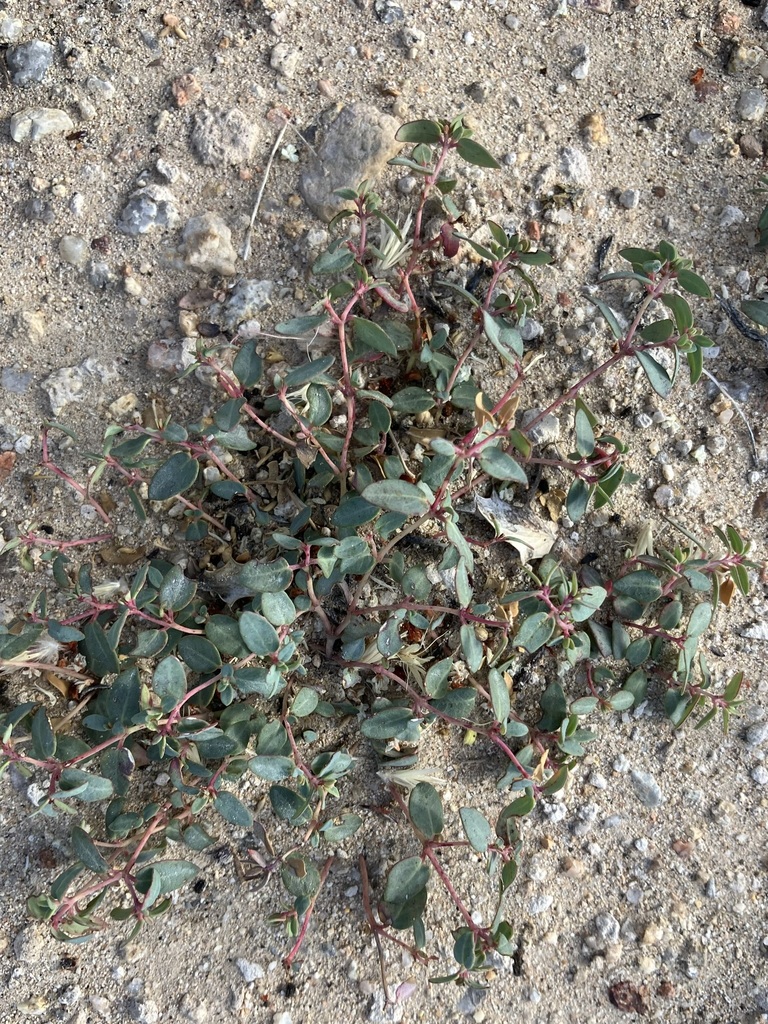 Fendler's Sandmat from Mojave National Preserve, San Bernardino ...