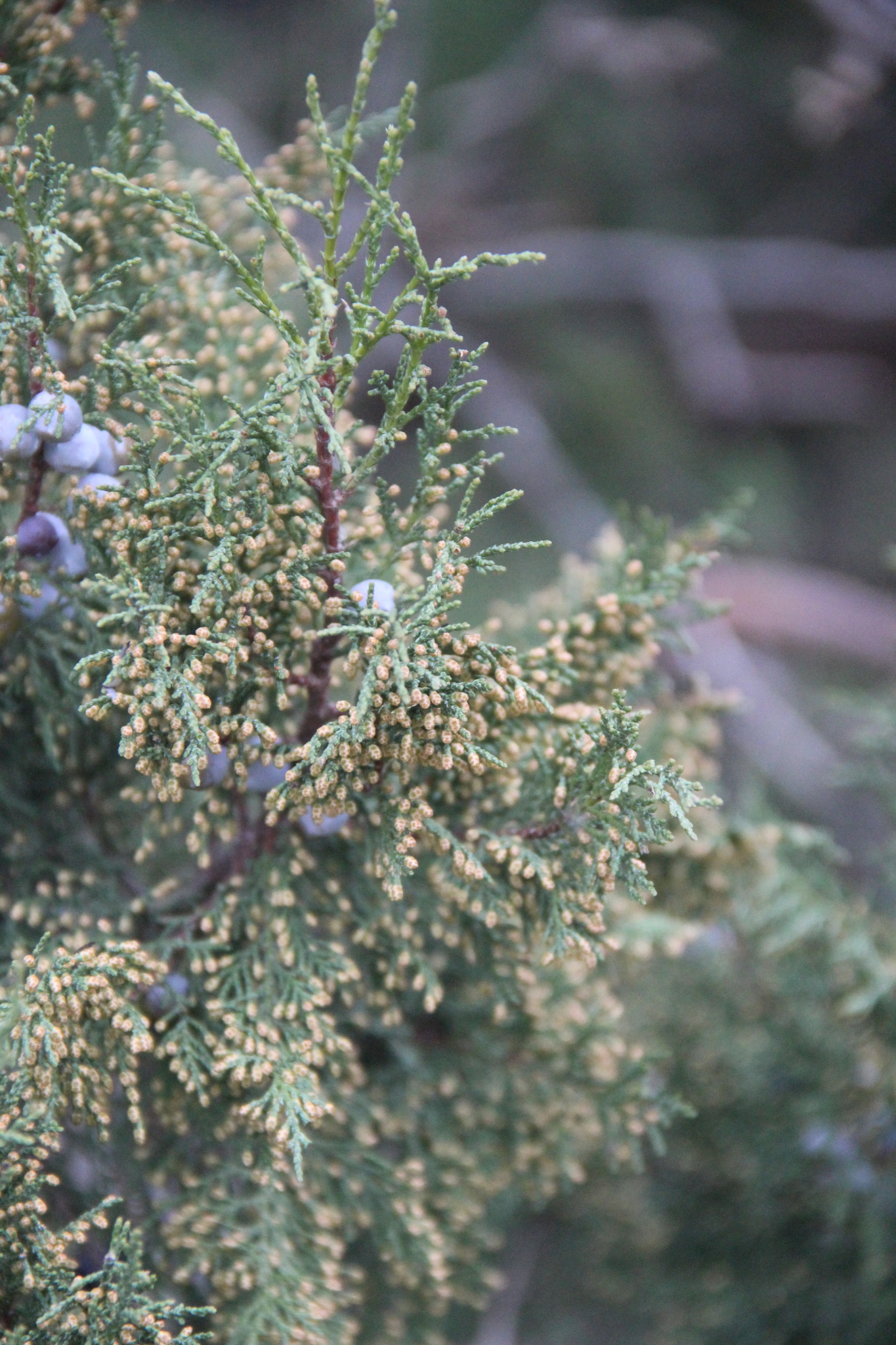 Juniperus excelsa M.-Bieb.