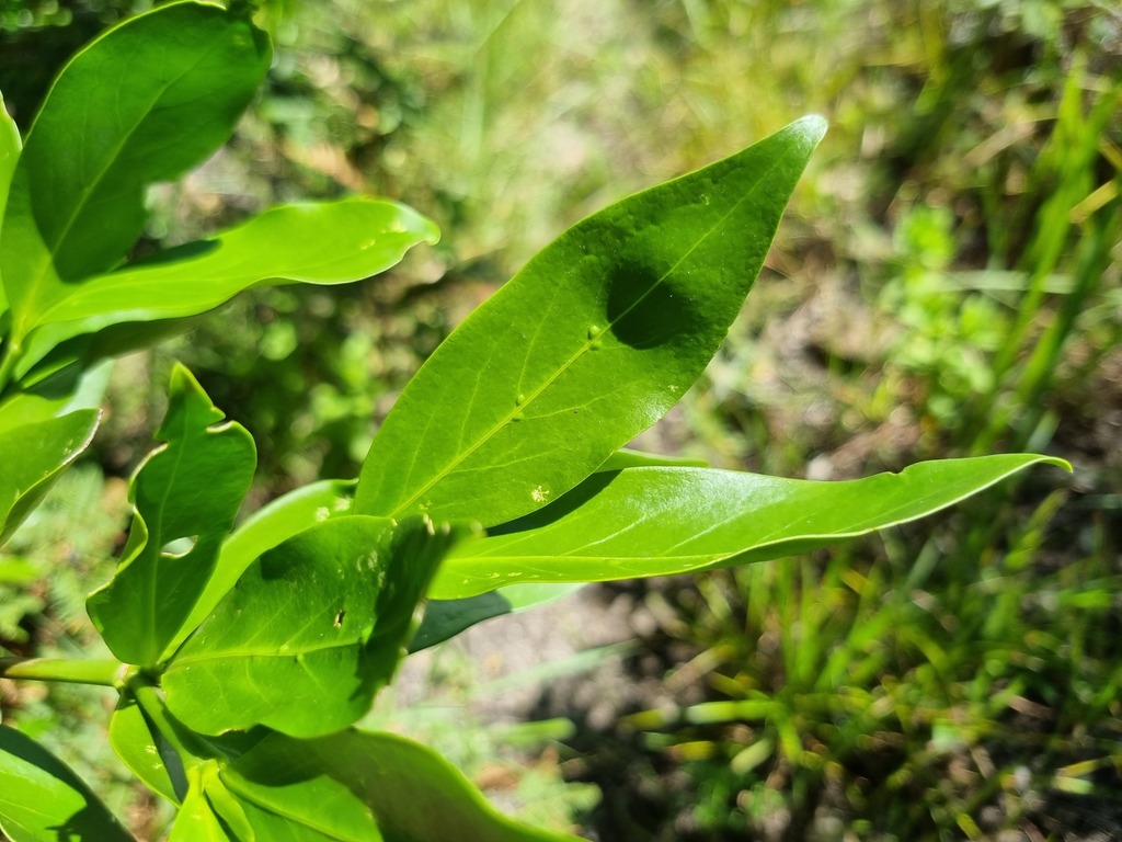 Wild Gardenia in February 2023 by Reuben Heydenrych · iNaturalist