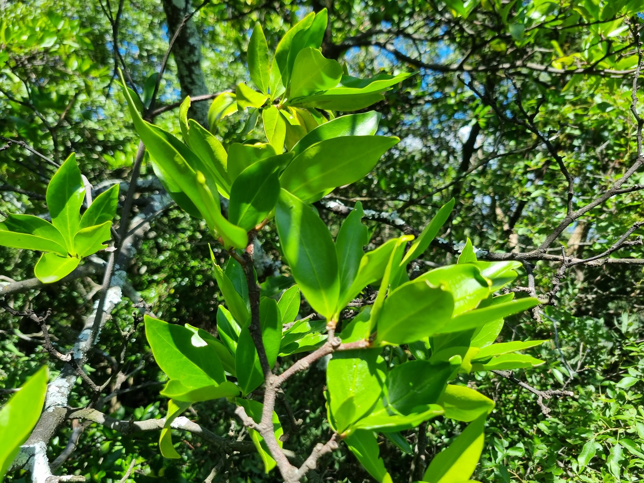 Rothmannia capensis Thunb.