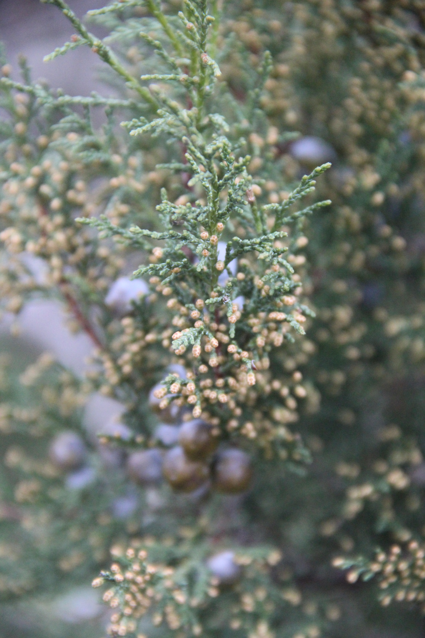 Juniperus excelsa M.-Bieb.