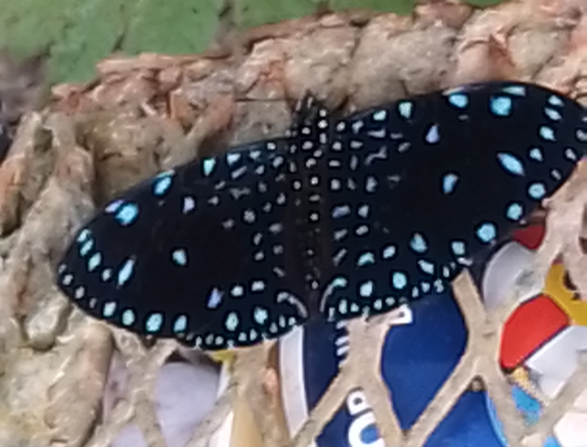 Hamadryas laodamia (Cramer, 1777)