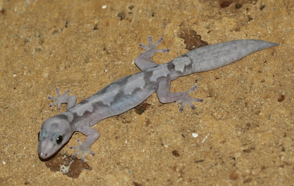 Robust Velvet Gecko from Mount Mellum QLD 4550, Australia on March 01 ...