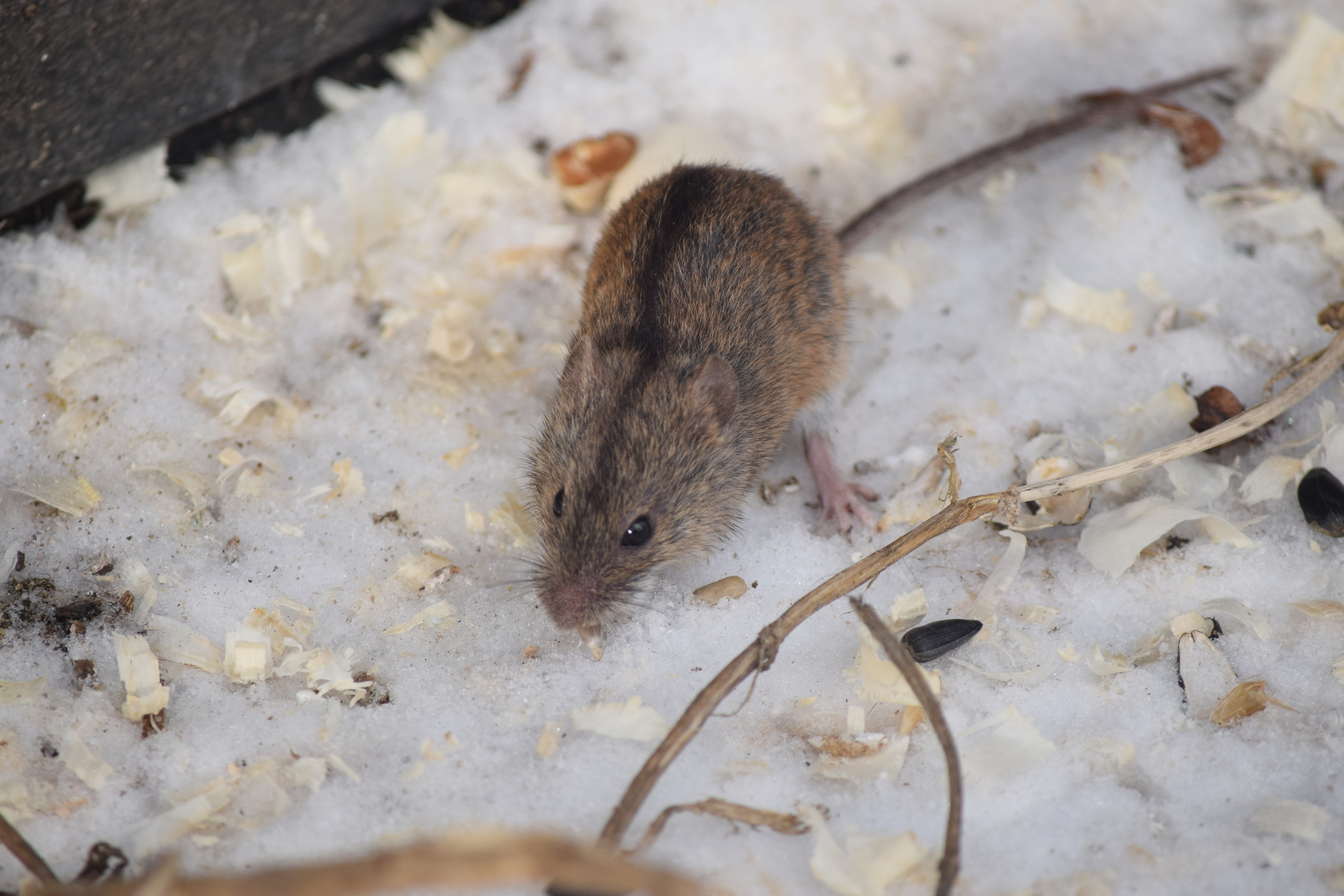 Apodemus agrarius (Pallas, 1771)