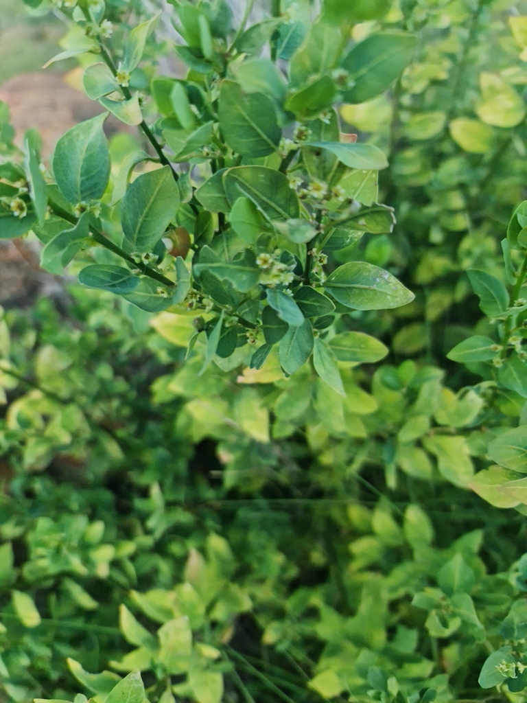 Common Lightning Bush from Carletonville, 2499, South Africa on March 1 ...