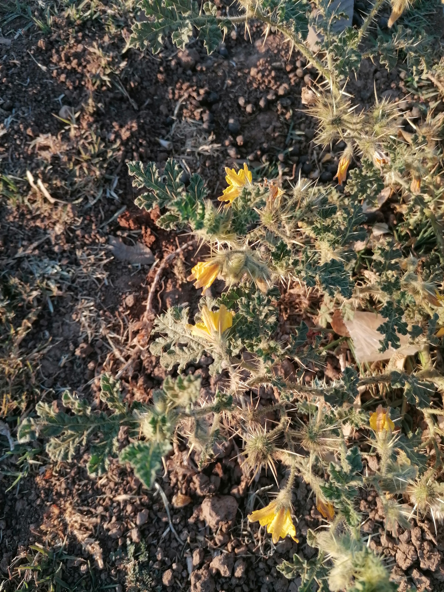 Solanum rostratum Dunal