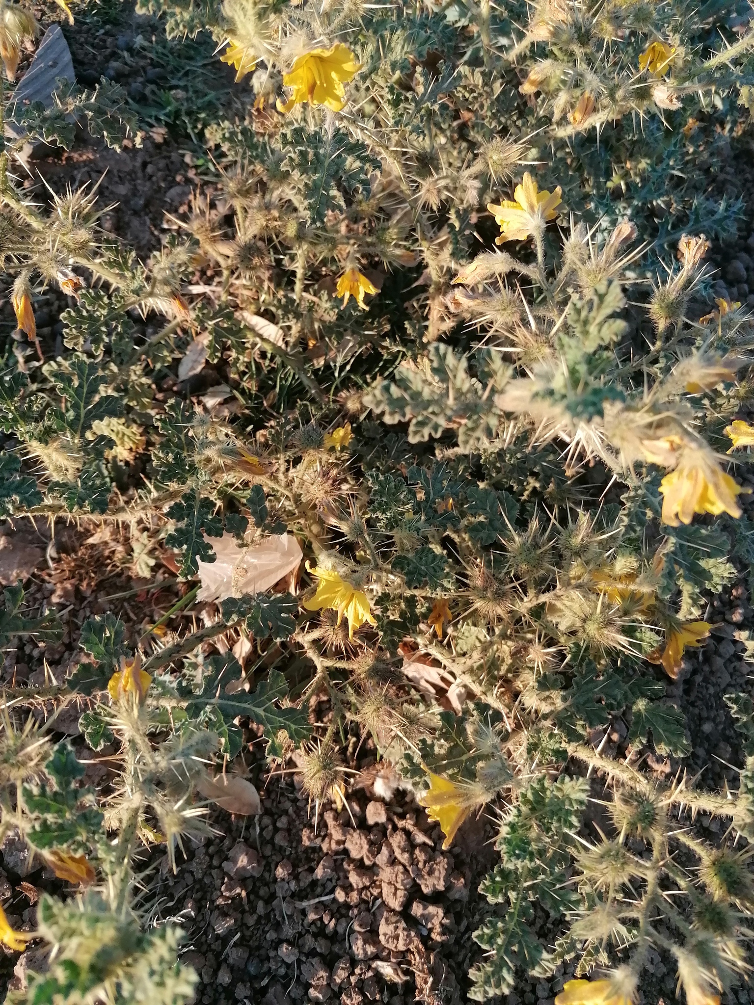 Solanum rostratum Dunal