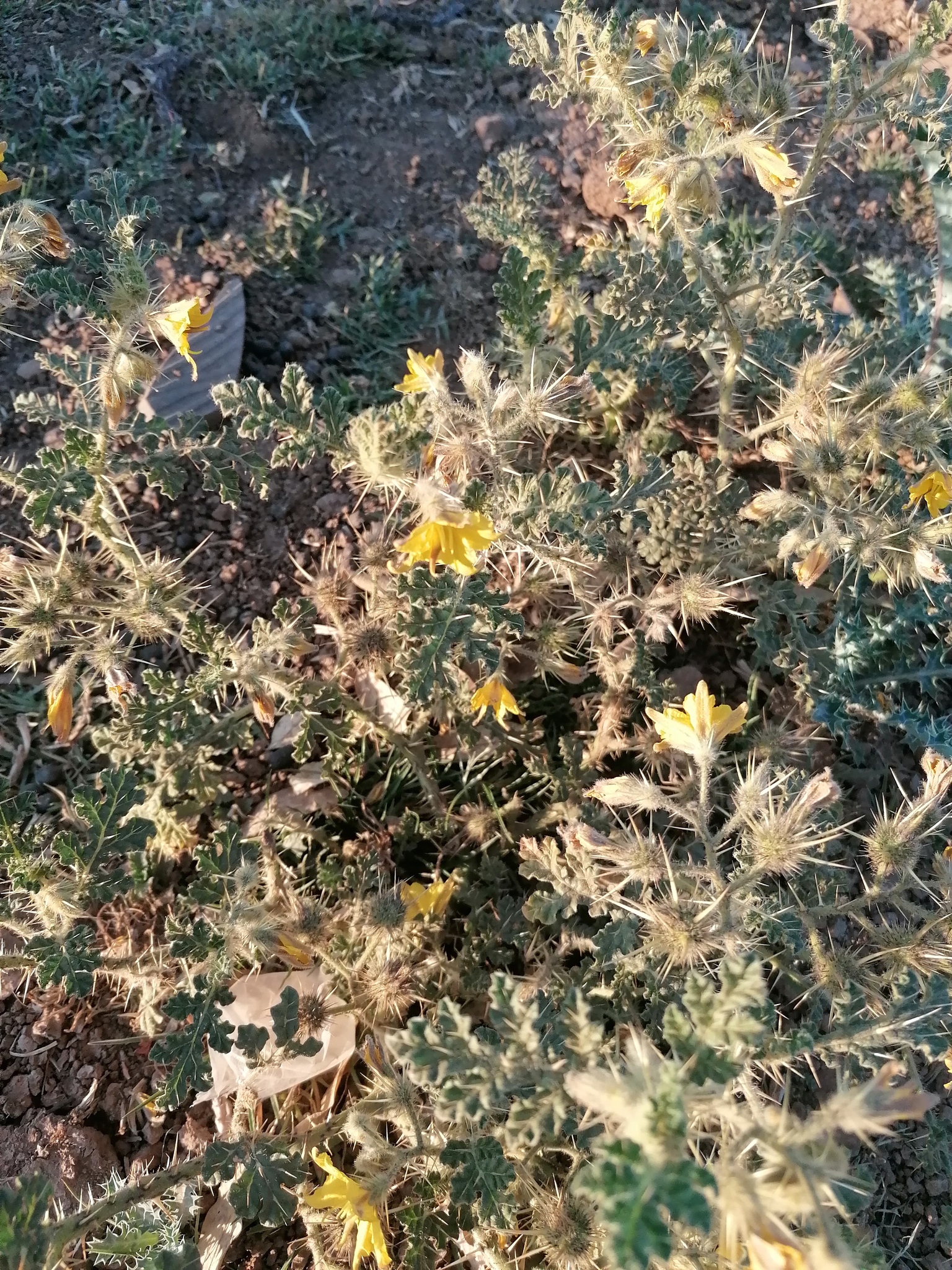 Solanum rostratum Dunal