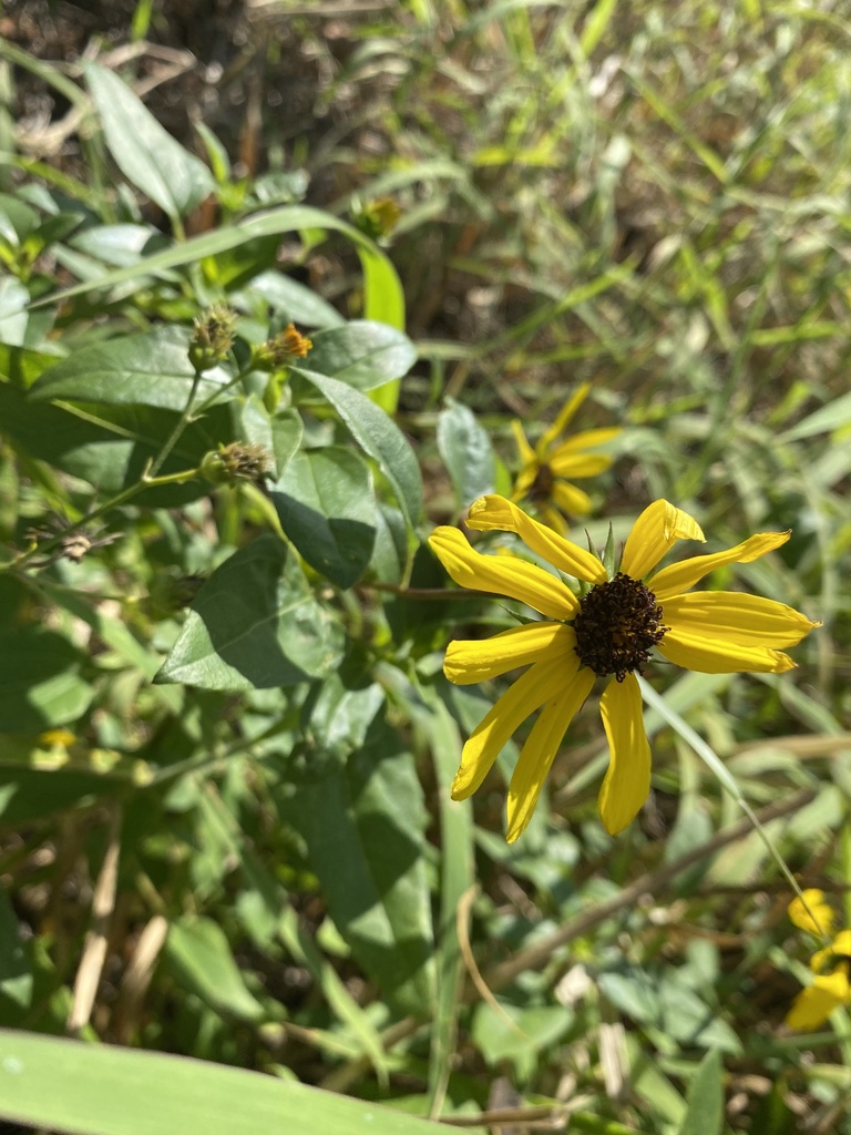 cucumberleaf sunflower from University of South Florida - St ...
