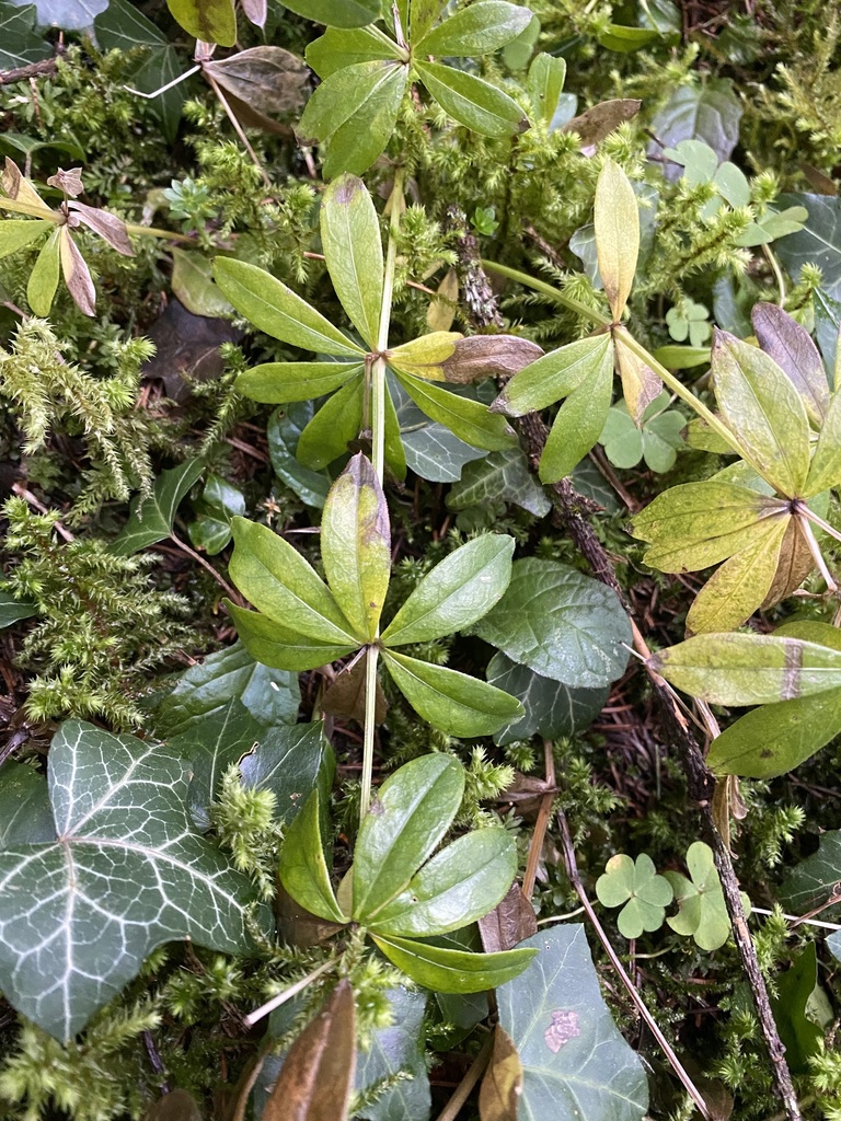 Wild Madder from 39150 La Chaux-du-Dombief, France on February 25, 2023 ...