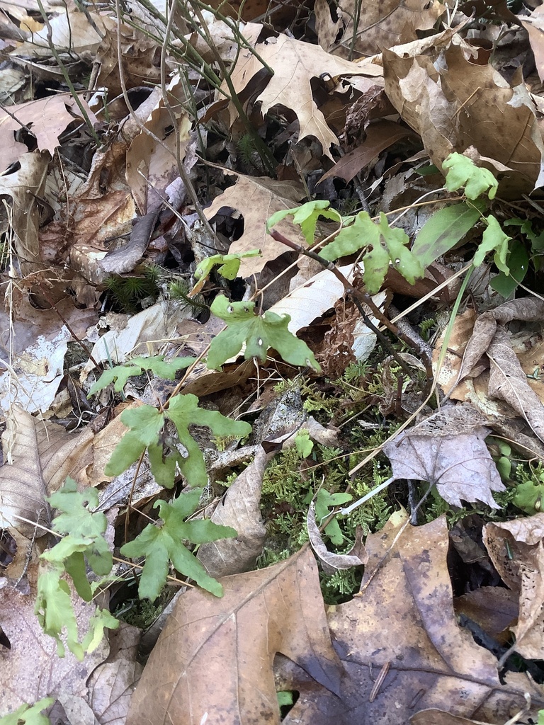 Hartford fern in March 2023 by Jim Vanderhorst · iNaturalist