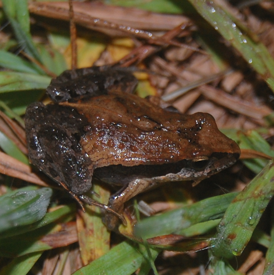 Physalaemus gracilis (Boulenger, 1883)