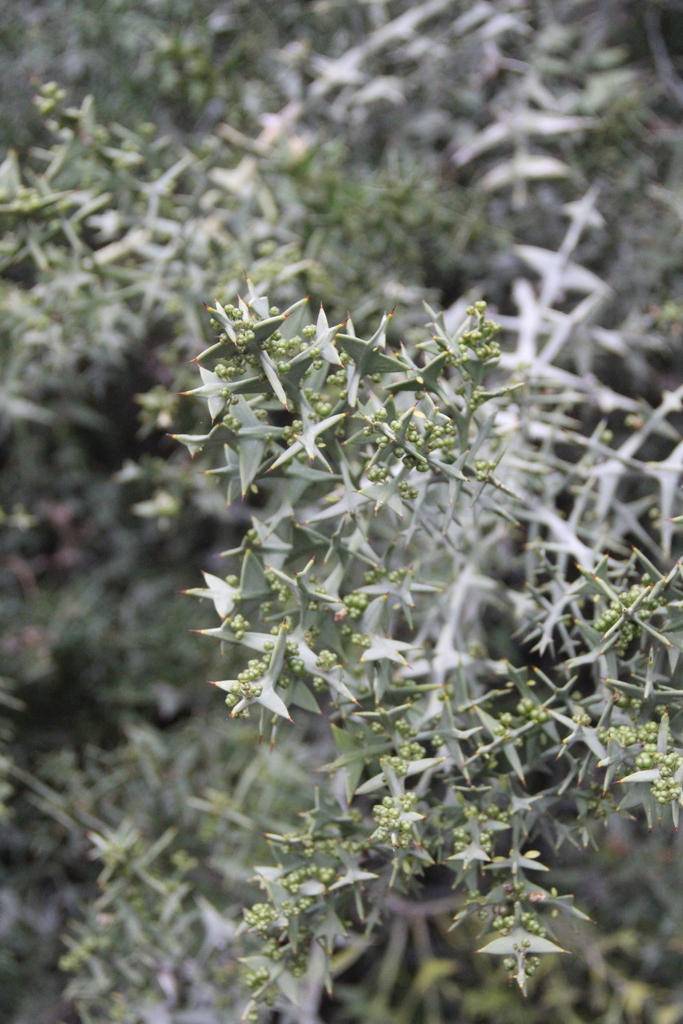 Anchor plant from Никита on March 01, 2023 at 03:32 PM by Шильников ...