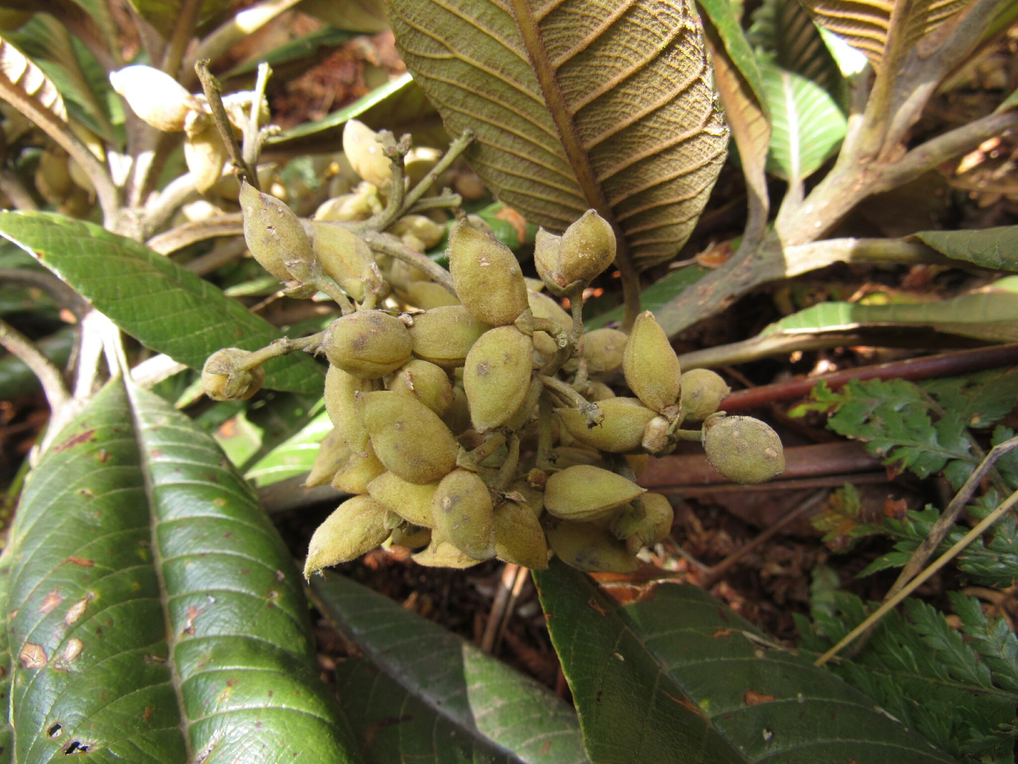 Brunellia Ruiz & Pav.