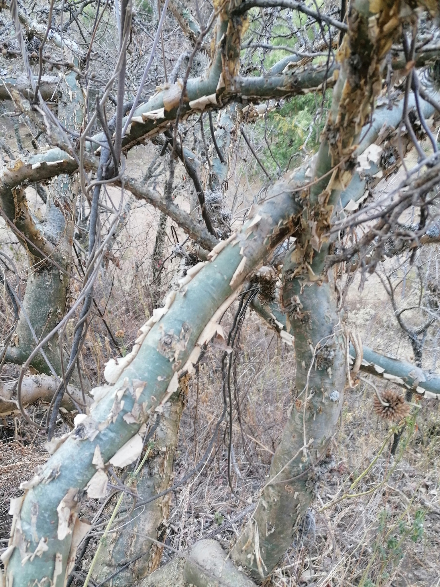 Bursera fagaroides (Kunth) Engl.