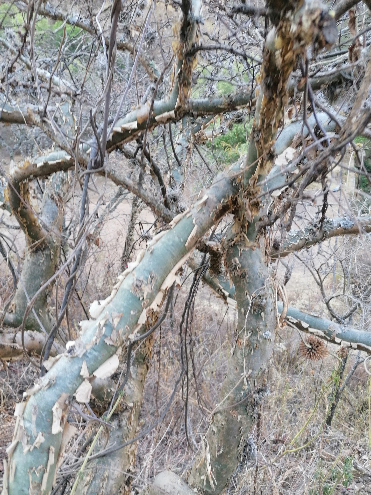 Bursera fagaroides (Kunth) Engl.