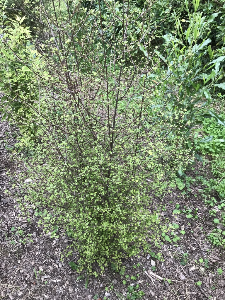 Hukihuki from Kaitawa Reserve, Paraparaumu, Wellington, NZ on March 2 ...