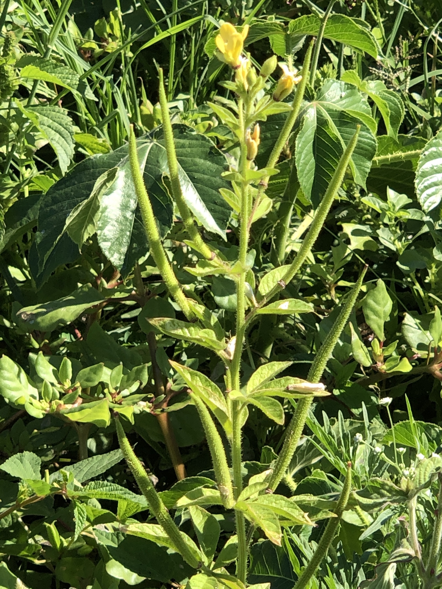 Arivela viscosa (L.) Raf.