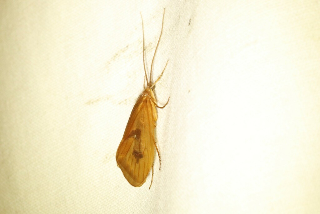 Pycnopsyche from Pictou County, NS B0K, Canada on October 08, 2022 at ...