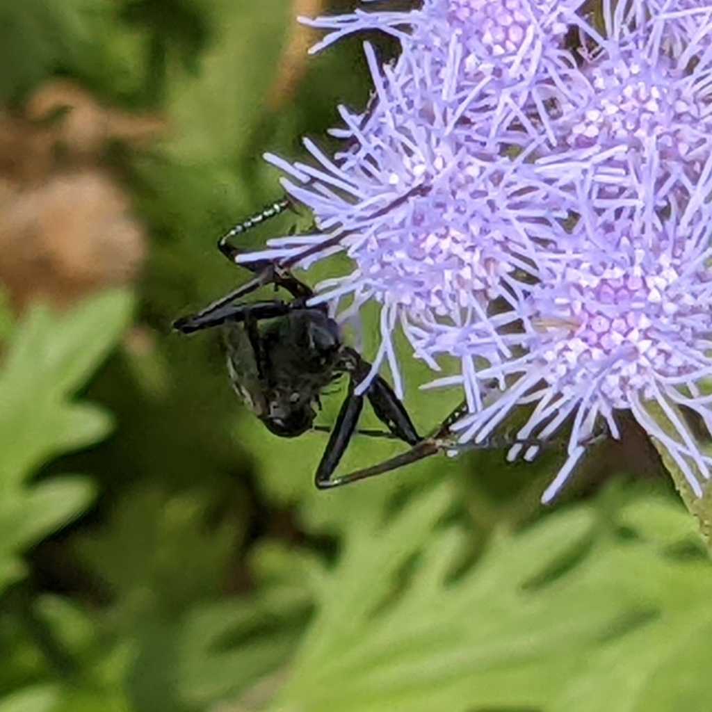 Insects from Tucson, AZ 85743, USA on October 14, 2022 at 12:17 PM by ...