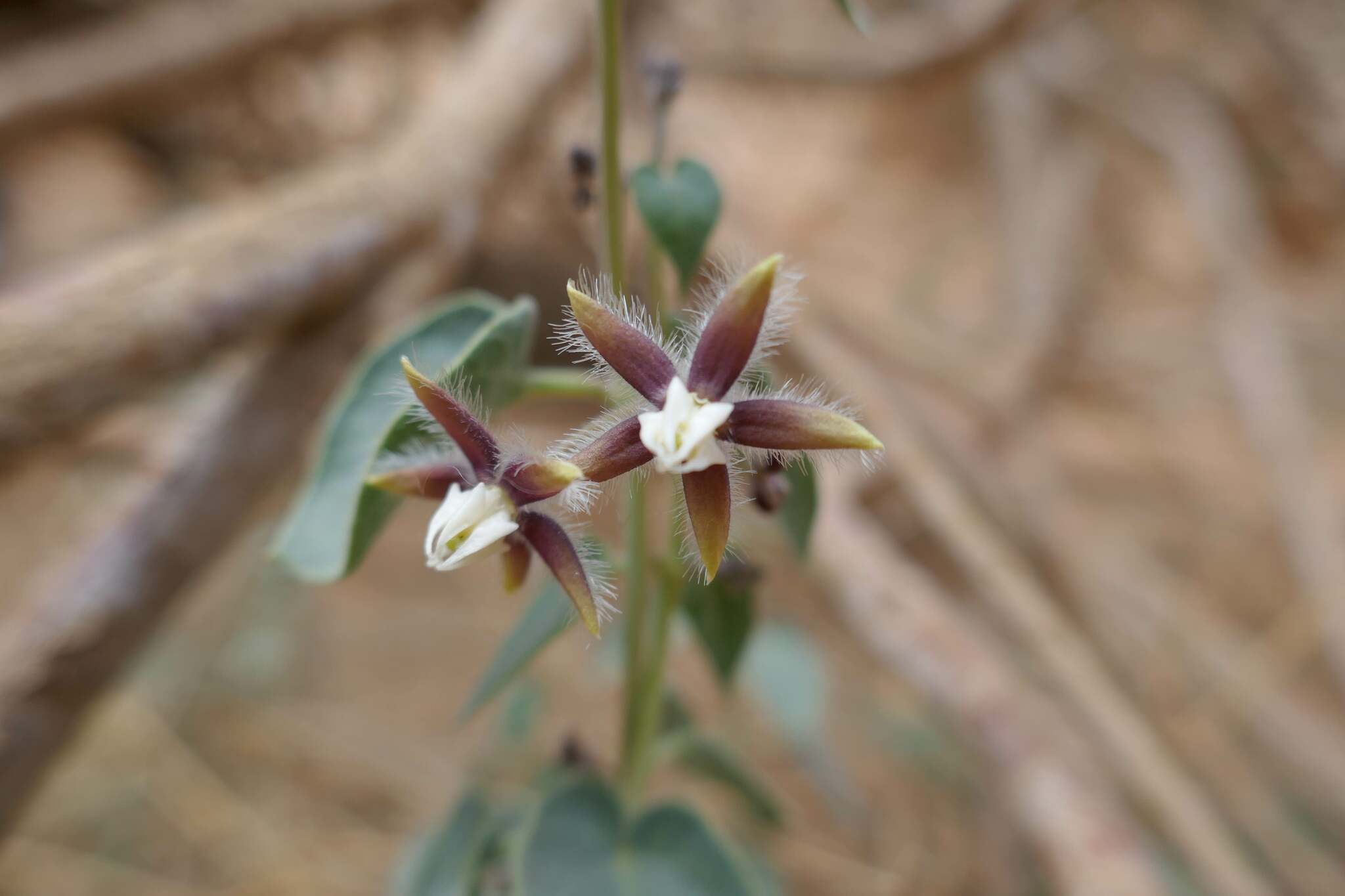 Pergularia tomentosa L.