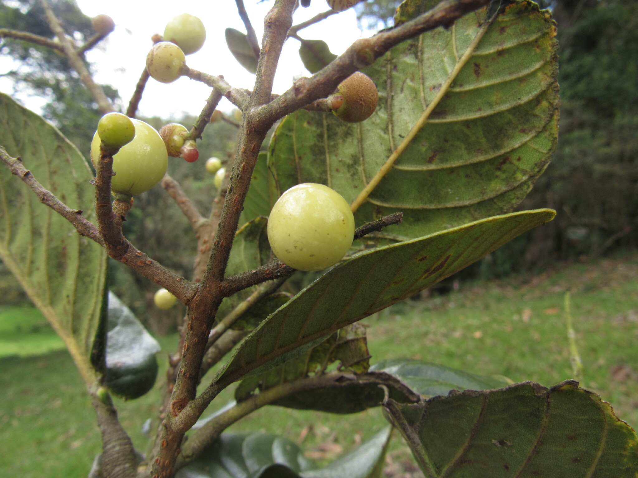 Meliosma arenosa Idrobo & Cuatrec.