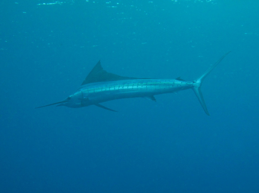Sailfish in December 2011 by Sylvain Le Bris · iNaturalist