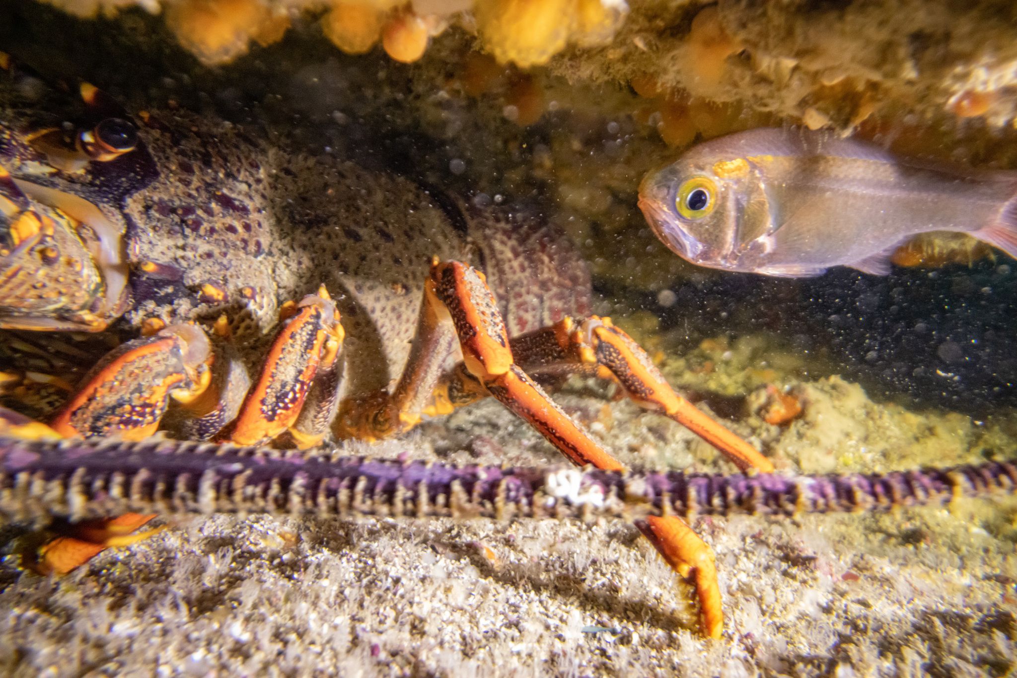 Optivus Whitley, 1947