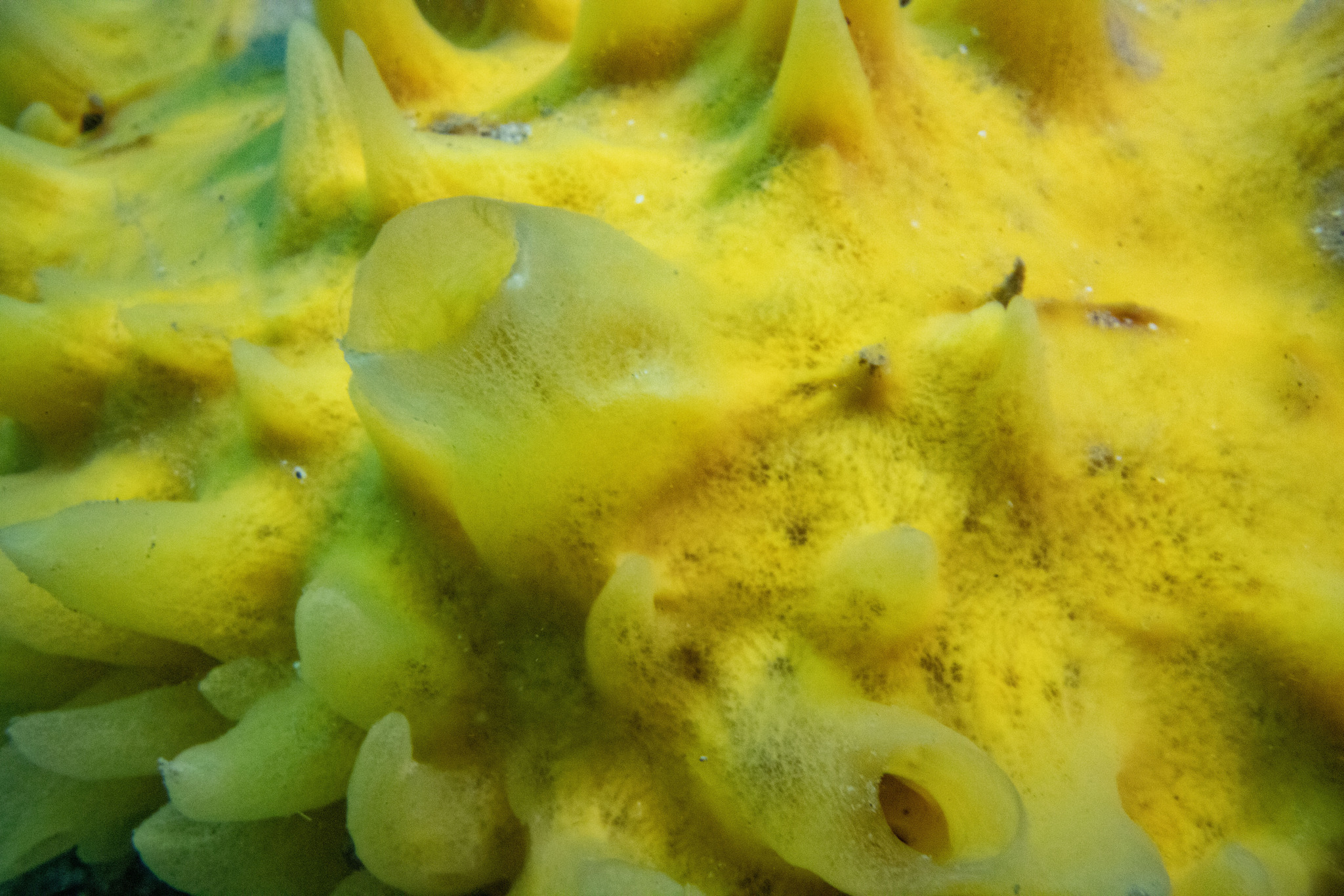 Polymastia Bowerbank, 1862