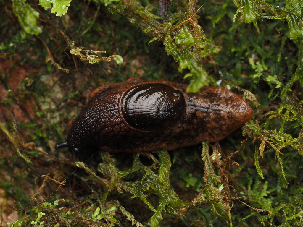 Paua slugs from Stratford District, Taranaki, New Zealand on March 01 ...