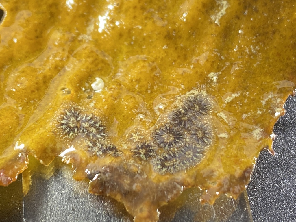 Star Tunicate from Lee Breakwater, New Plymouth, Taranaki, NZ on March ...