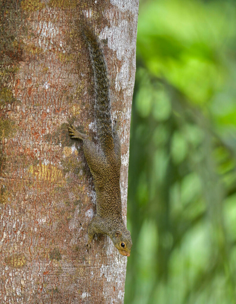 Small Sun Squirrel from Jomoro, Ghana on February 26, 2023 at 11:15 AM ...
