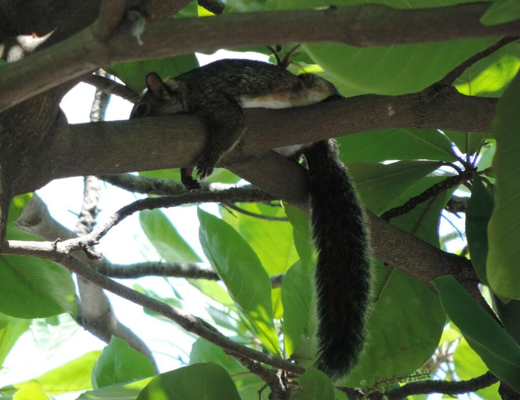 Variegated Squirrel from Barrio Las Palmas, San Pedro Sula 21103 ...