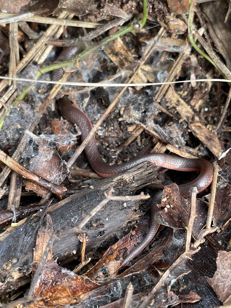 Eastern Worm Snake from Cape Hatteras National Seashore, Nags Head, NC ...