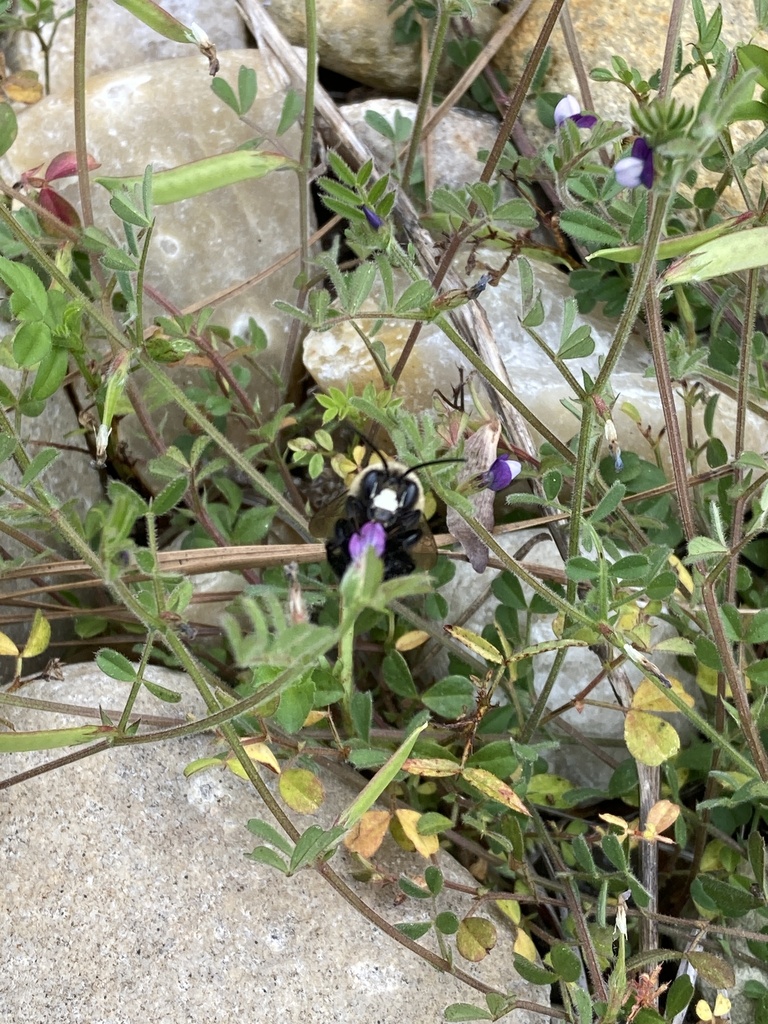 Blueberry Digger Bee from Roanoke Island, Manteo, NC, US on March 1 ...