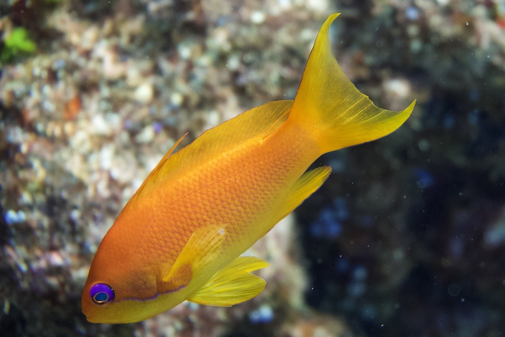Lyretail Anthias from Gunner's Quoin, MU on March 1, 2023 at 03:46 PM ...
