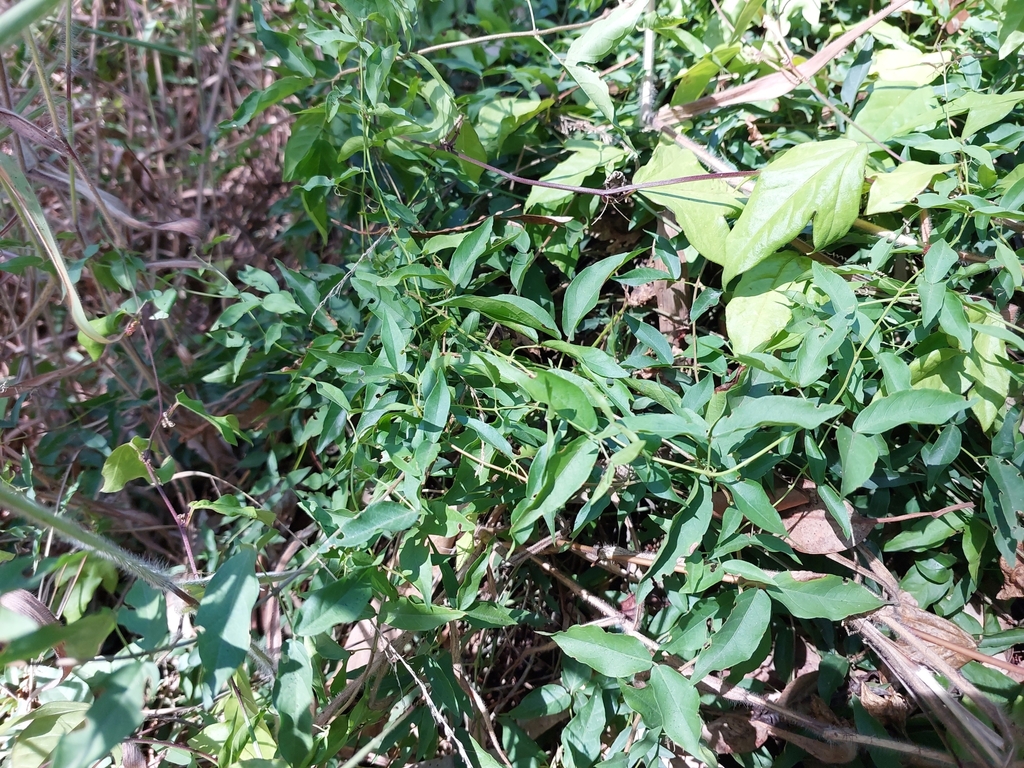 Catclaw vine from Mount Samson QLD 4520, Australia on March 1, 2023 at ...