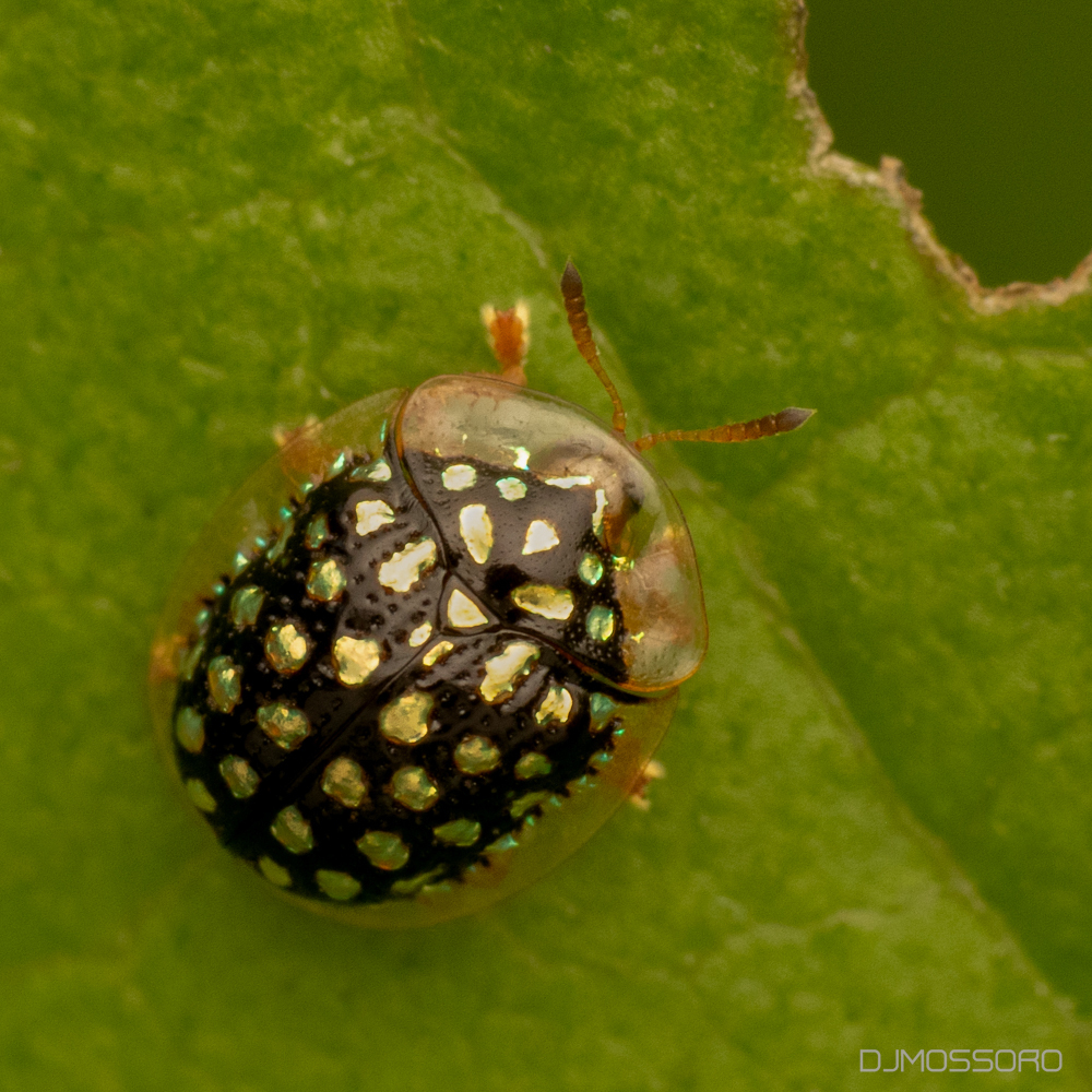 Cat's Claw Tortoise Beetle (Coleoptera of Loreto, Peru) · iNaturalist