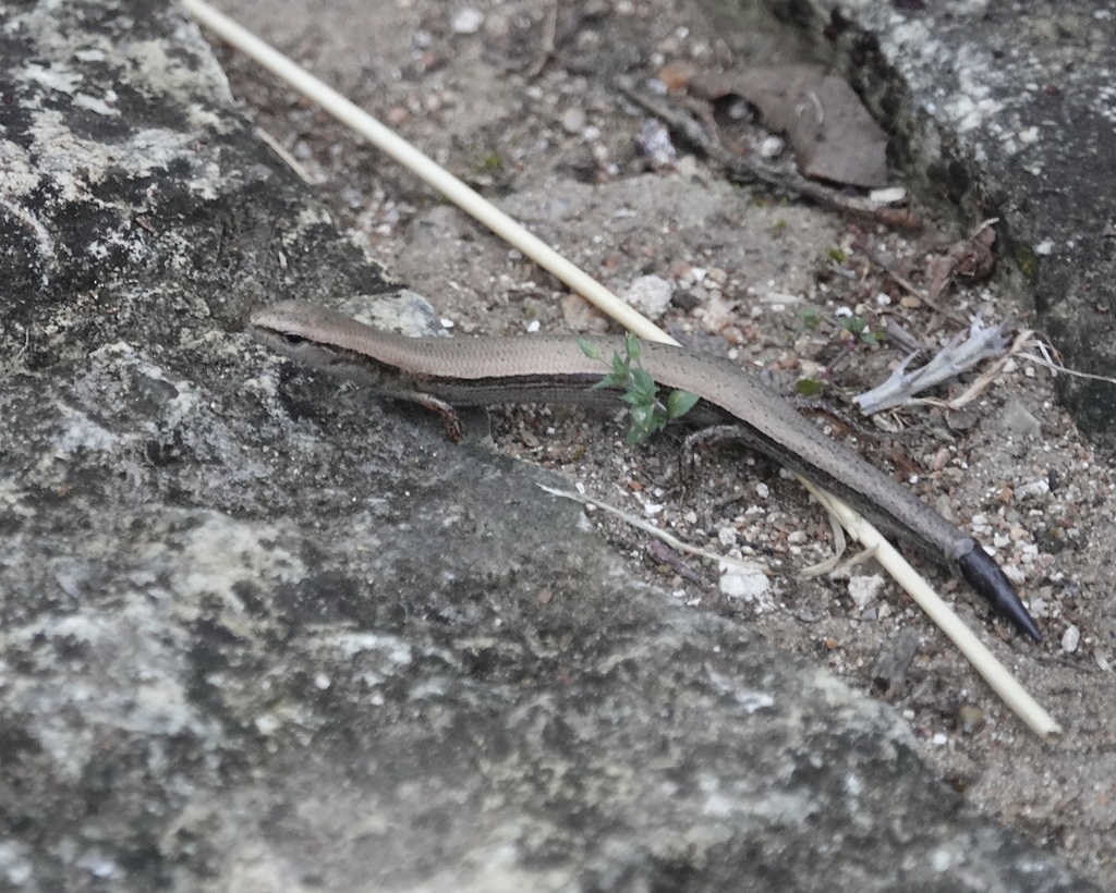 Little Brown Skink from Burnet County, TX, USA on March 01, 2023 at 07: ...