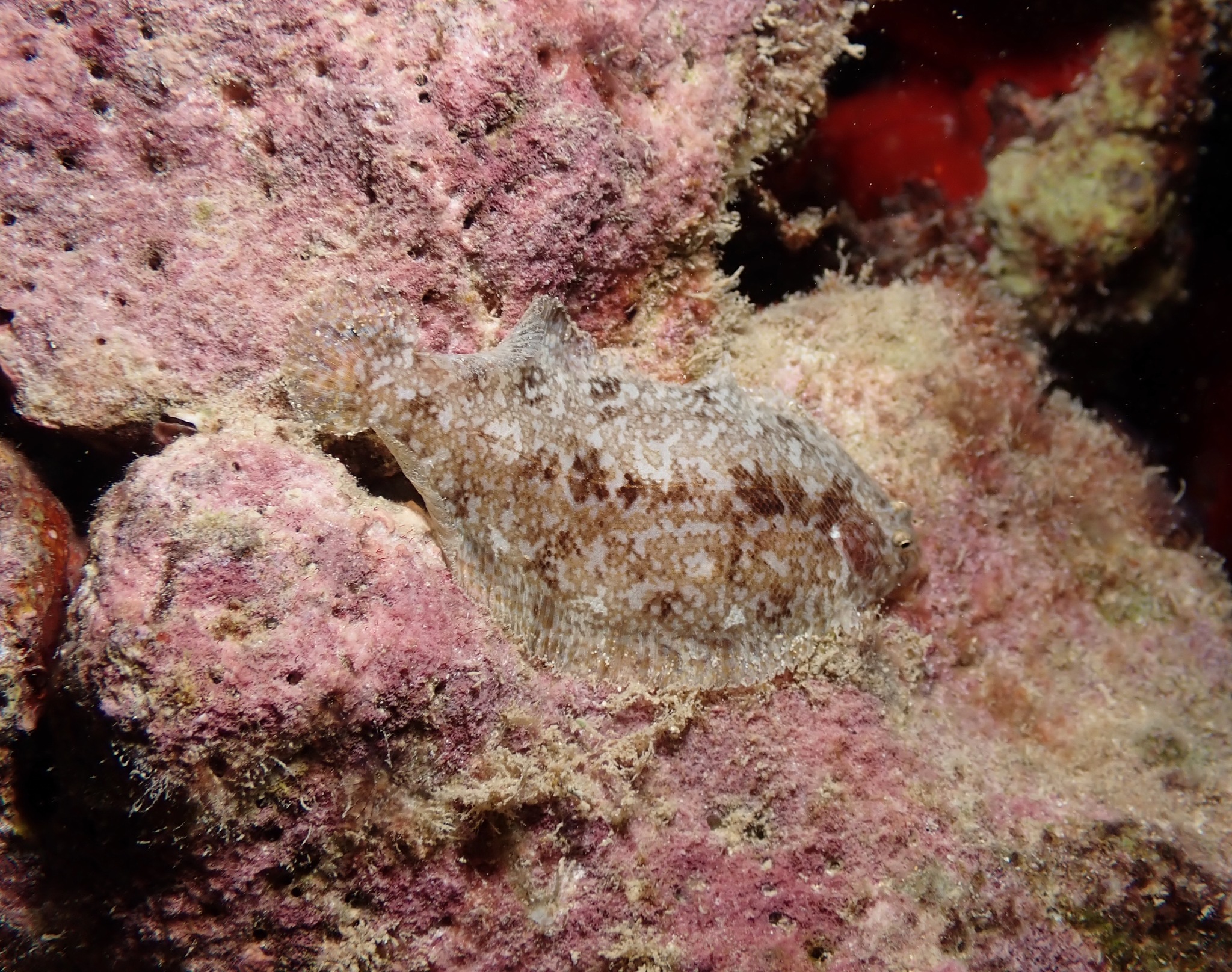 Aseraggodes Kaup, 1858