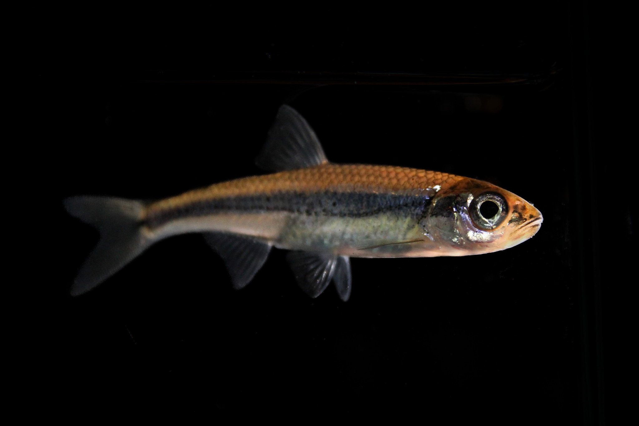 Notropis scepticus (Jordan & Gilbert, 1883)