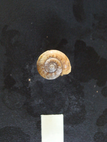 Solaropsis rugifera · iNaturalist United Kingdom