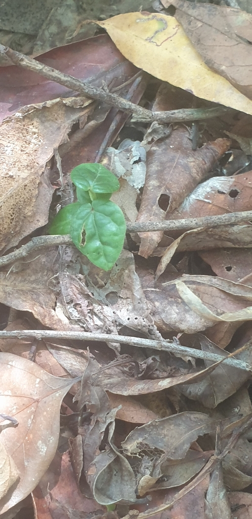 Common Yam Vine from Verrierdale QLD 4562, Australia on March 1, 2023 at 10:25 AM by ...