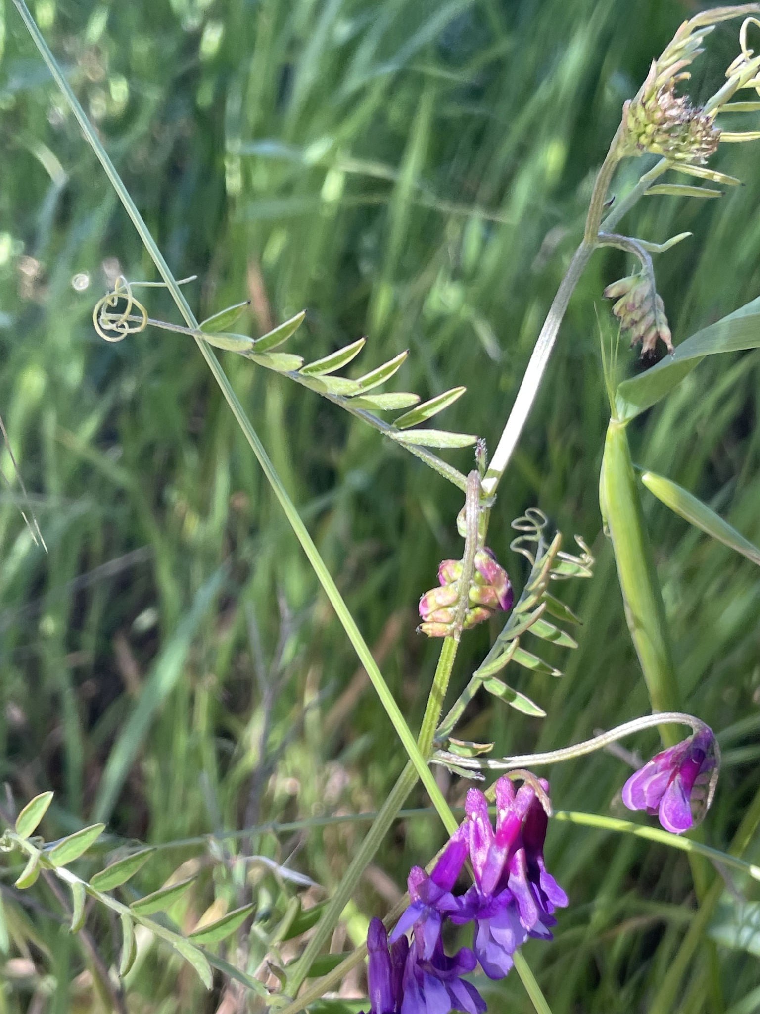 Vicia villosa Roth
