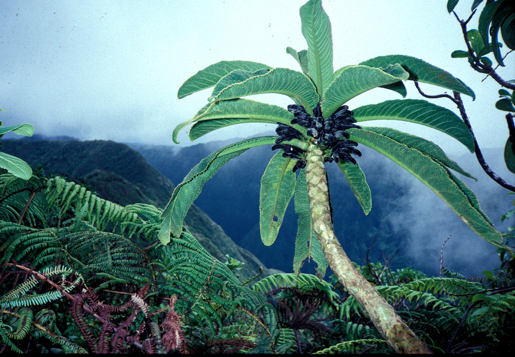 (Cyanea macrostegia) - Botanical Realm