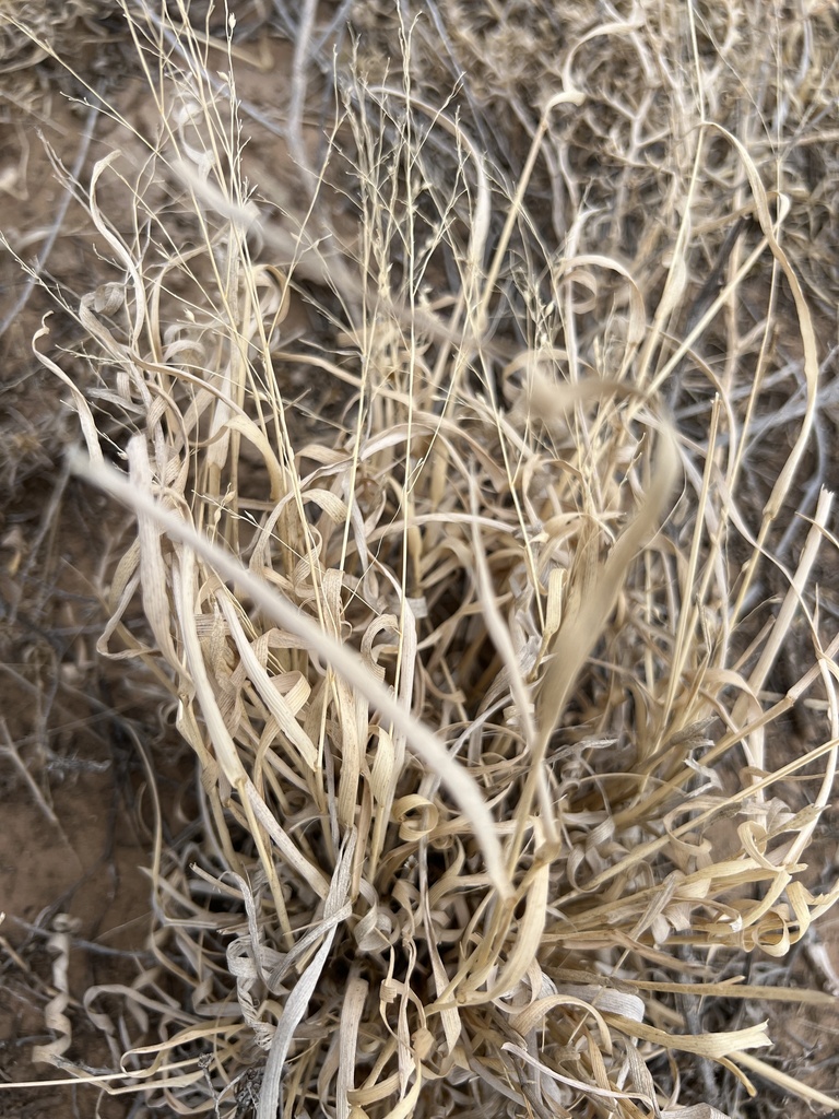 hall panicum from Tatum, NM, US on March 01, 2023 at 03:24 PM by ...